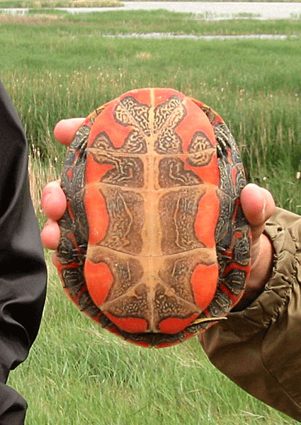 UFC 204: Michael Bisping vs Dan Henderson PBP (Discussion) | Sherdog ...