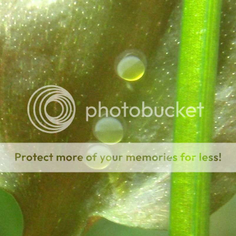 The Oto Journal | Page 8 | The Planted Tank Forum