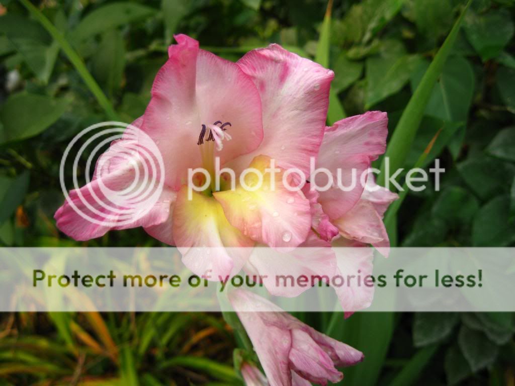 Good Morning, Everyone. - AR15.COM