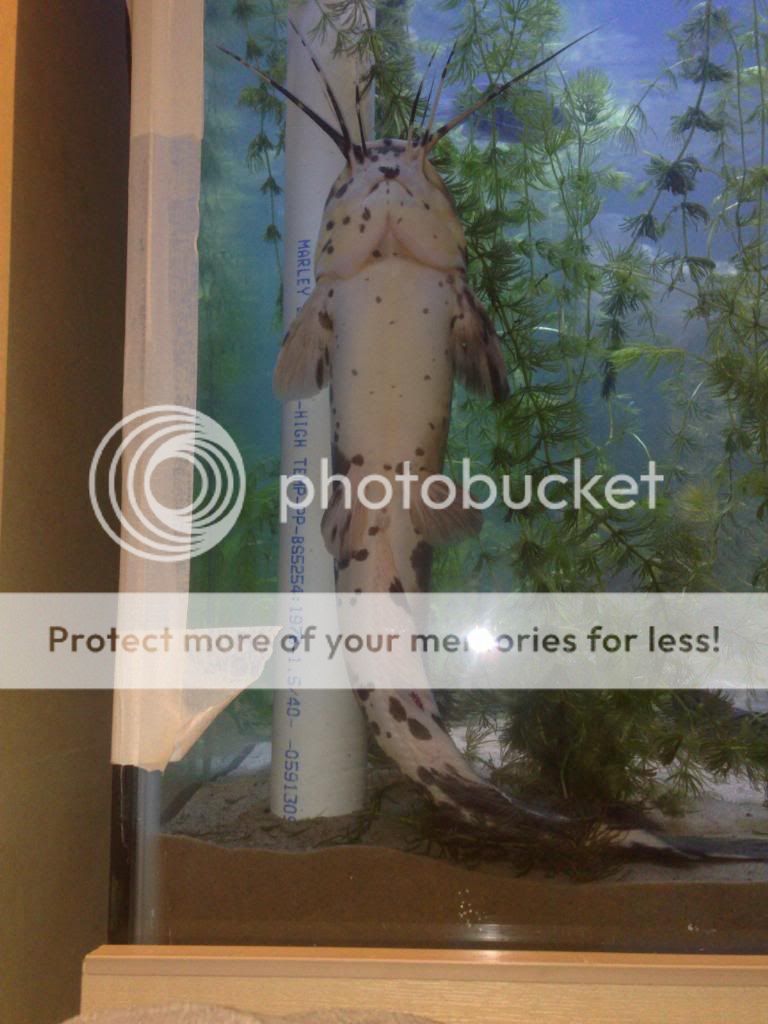 clarias catfish | Reptile Forums
